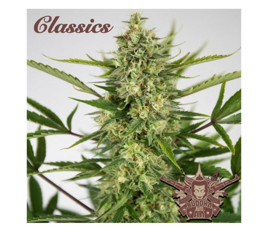 SEMILLAS - Página 5 de 19 - Vieja Escuela Grow